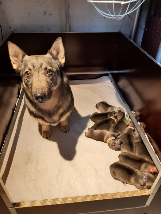 Bonnie :: Admirable-chien