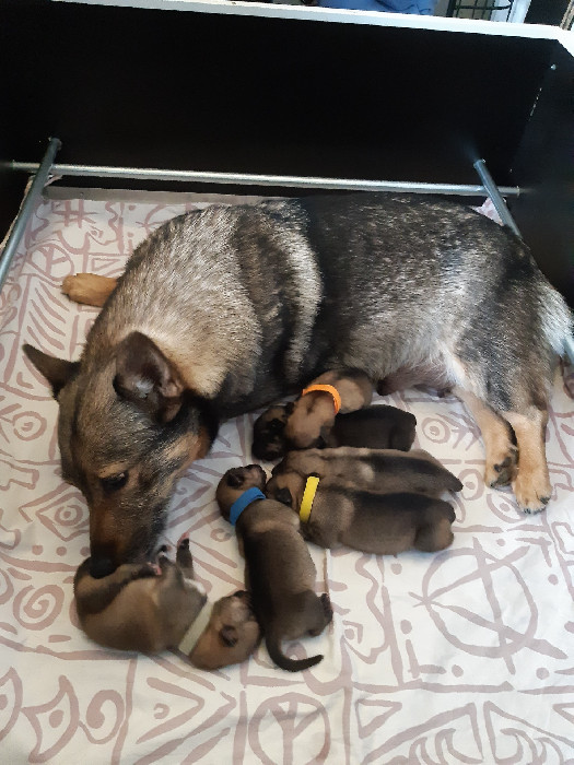 Chester :: Admirable-chien